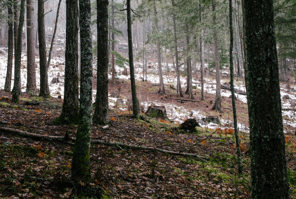 HPCC Media - Harrop-Procter Community Forest