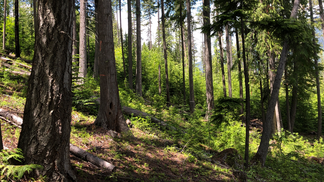 Community Forest Newsletter Summer 2024 - Harrop-Procter Community Forest